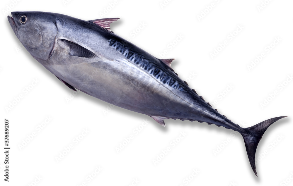 Atún 1 foto de Stock | Adobe Stock