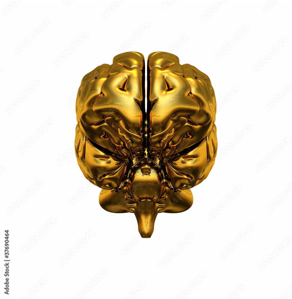 Gold Brain - Frontal Stock Illustration | Adobe Stock