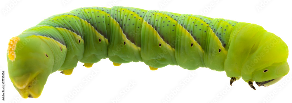 chenille du Sphinx tête de mort, Acherontia atropos Stock Photo | Adobe ...