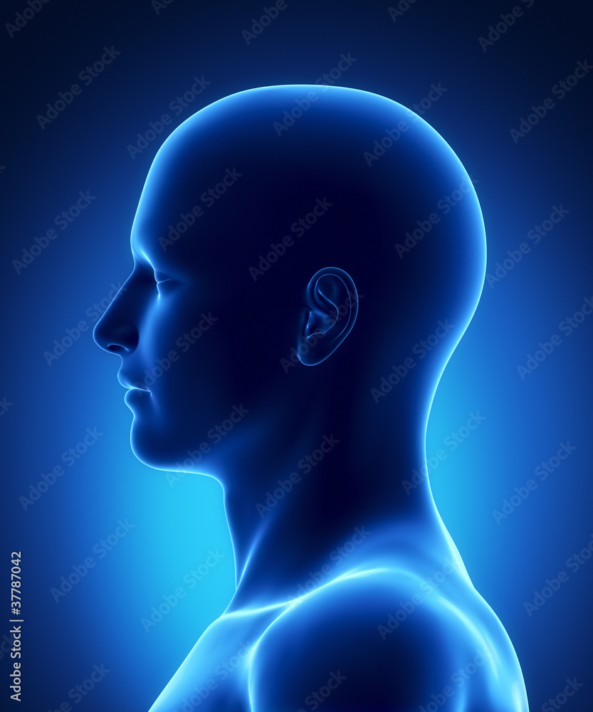 Left view human head Stock Illustration | Adobe Stock