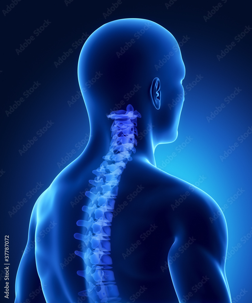 Cervical spine anatomy Stock Illustration | Adobe Stock
