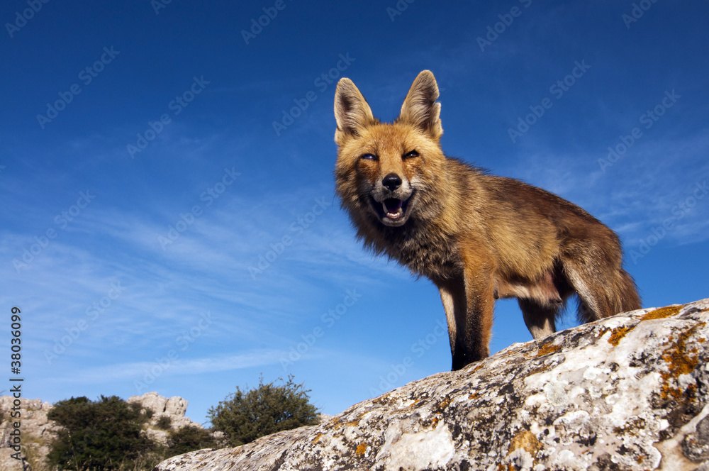 zorro Stock Photo | Adobe Stock