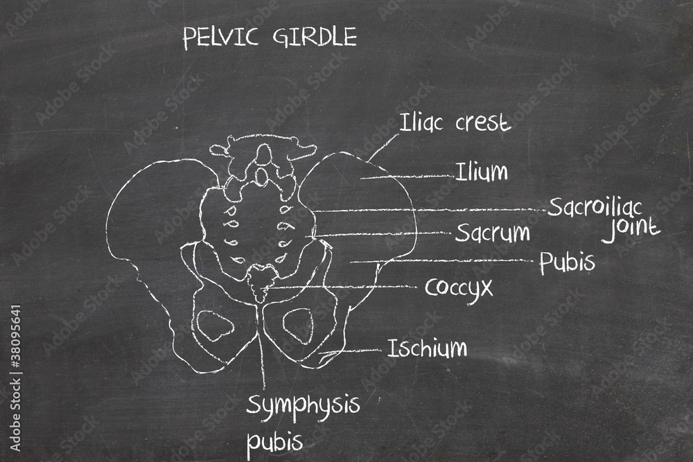 human pelvic bone Stock Photo | Adobe Stock