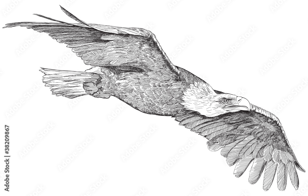 soaring eagle - vector sketch Stock Vector | Adobe Stock