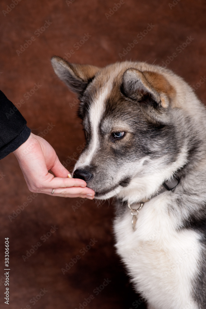 chiot husky qui mange dans la main de sa maîtresse Stock Photo | Adobe ...