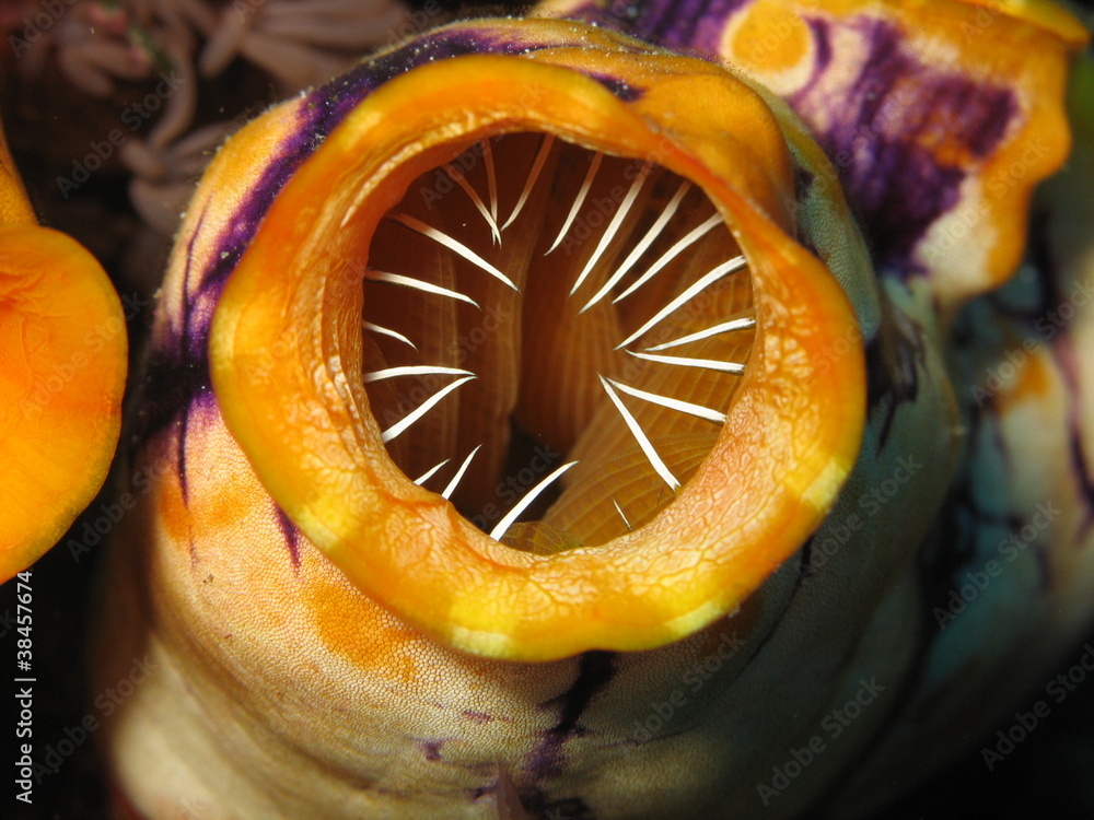 ascidia Stock Photo | Adobe Stock