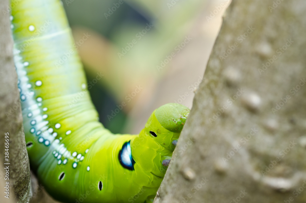 worm in green nature Stock Photo | Adobe Stock