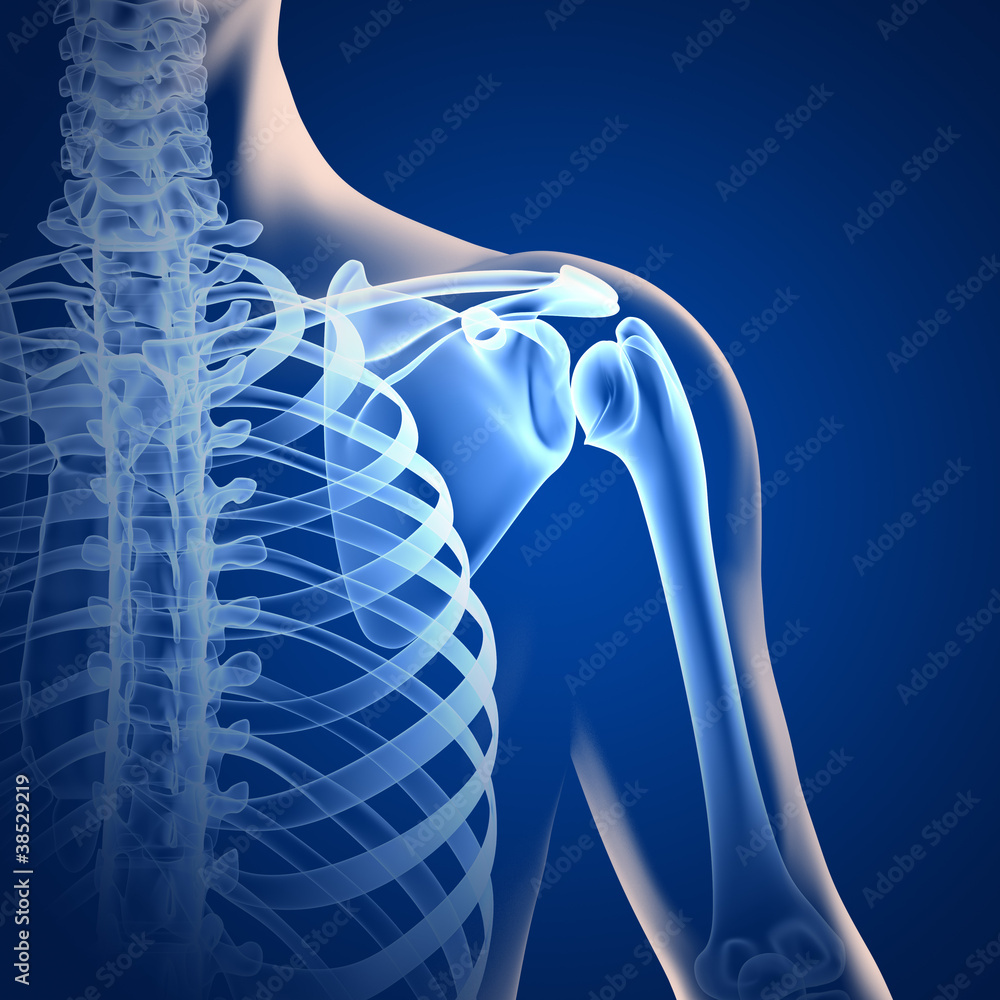 Schulter - Anatomie - 3D Grafik Stock Illustration | Adobe Stock