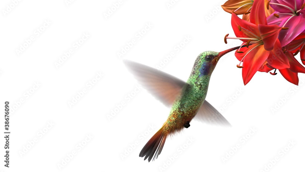 Humming bird, beautiful 3d animation Stock Video | Adobe Stock