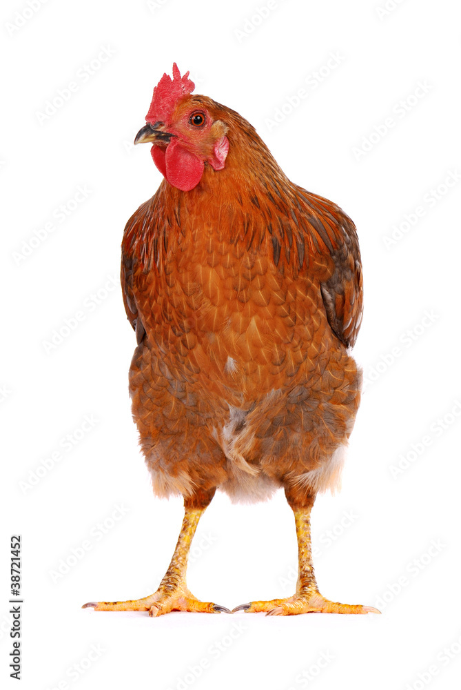 Hen isolated on white. Stock Photo | Adobe Stock
