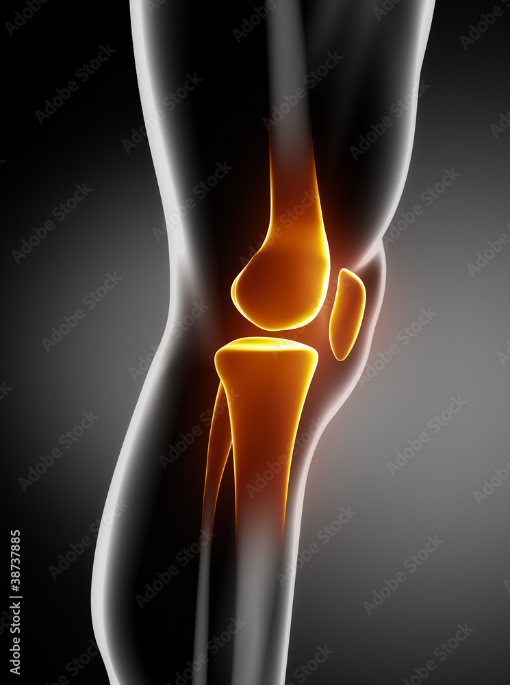 Human knee anatomy lateral view Stock Illustration | Adobe Stock