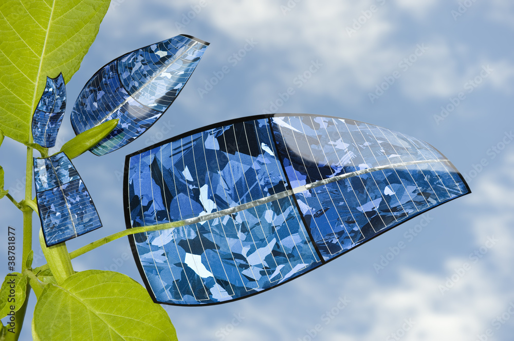 Solar panel plant. Evolution of the leaf. Stock Photo | Adobe Stock