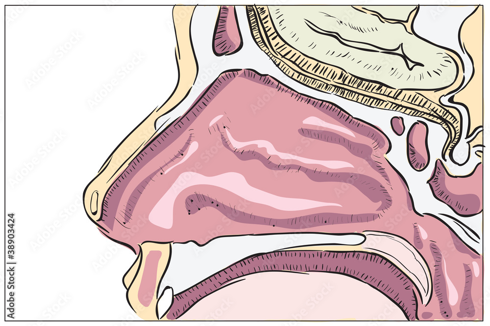 Anatomy of the nose Stock Vector | Adobe Stock
