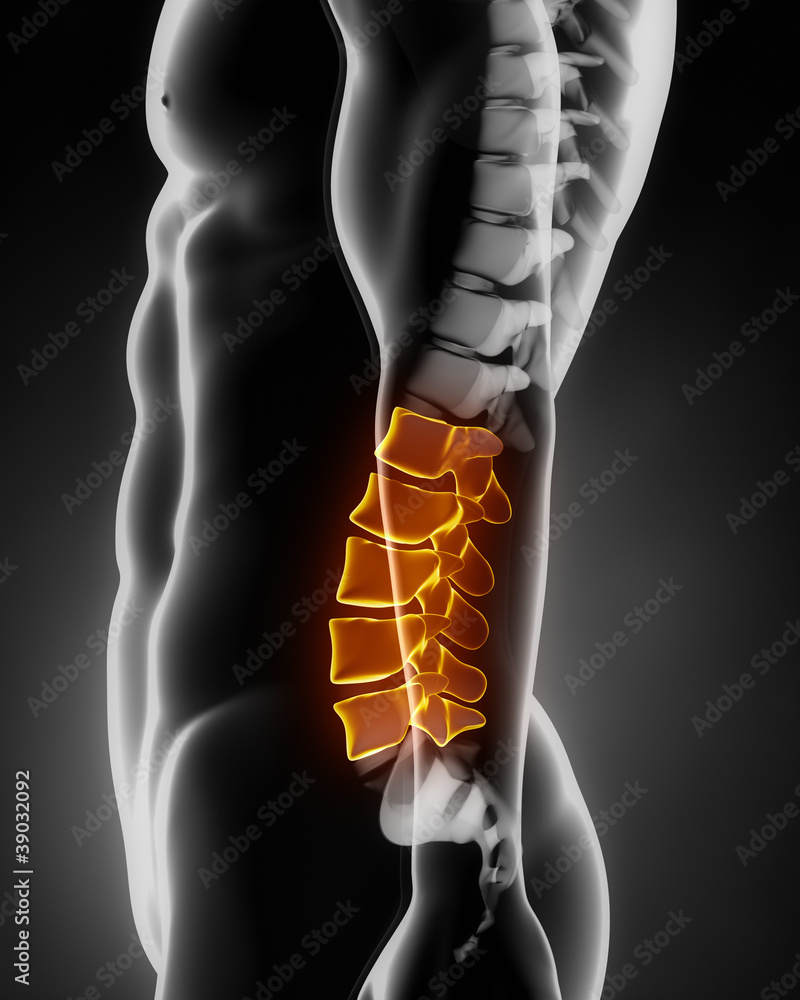 Lumbar spine anatomy lateral view Stock Illustration | Adobe Stock