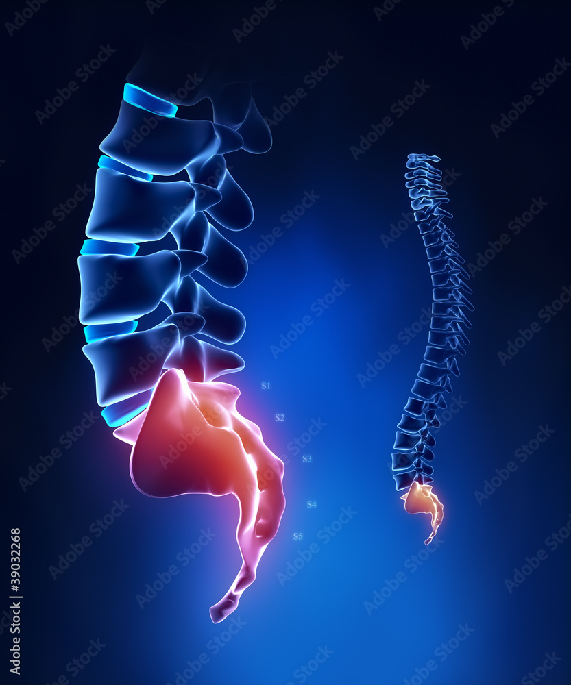 Poster Spine sacral region anatomy in x-ray blue – Wall Art | UkPosters
