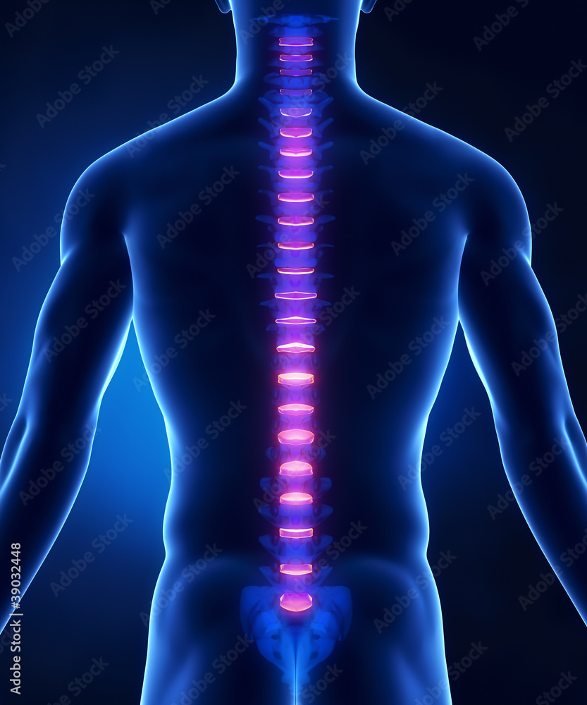 Backbone intervertebral disc anatomy posterior view Stock Illustration ...
