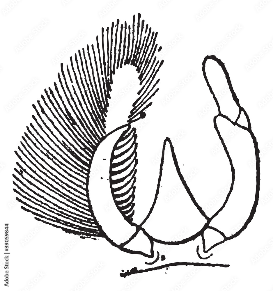 Fig 6. Insects maxillary palps, vintage engraving. Stock Vector | Adobe ...