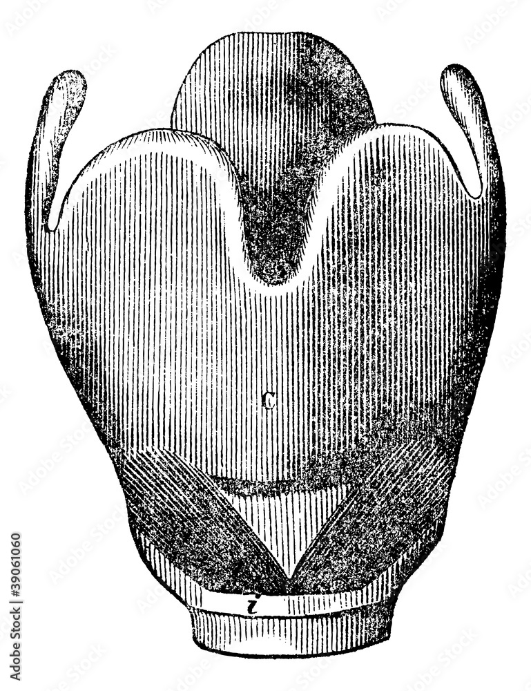 Vetor de Larynx anatomy, vintage engraving. do Stock | Adobe Stock