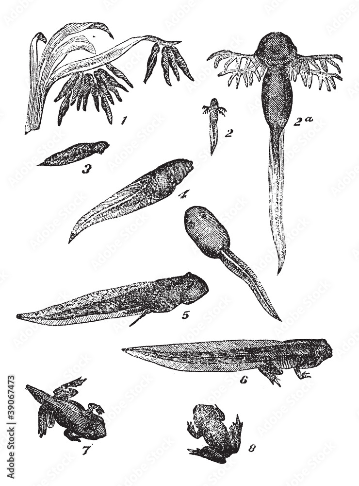 Evolution or development stage of (Tadpole) to Frog, vintage eng Stock ...