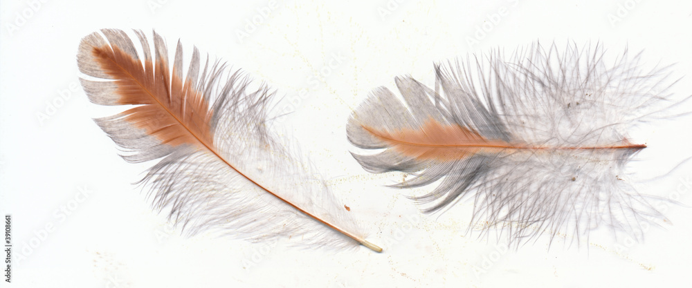 Contour Feathers