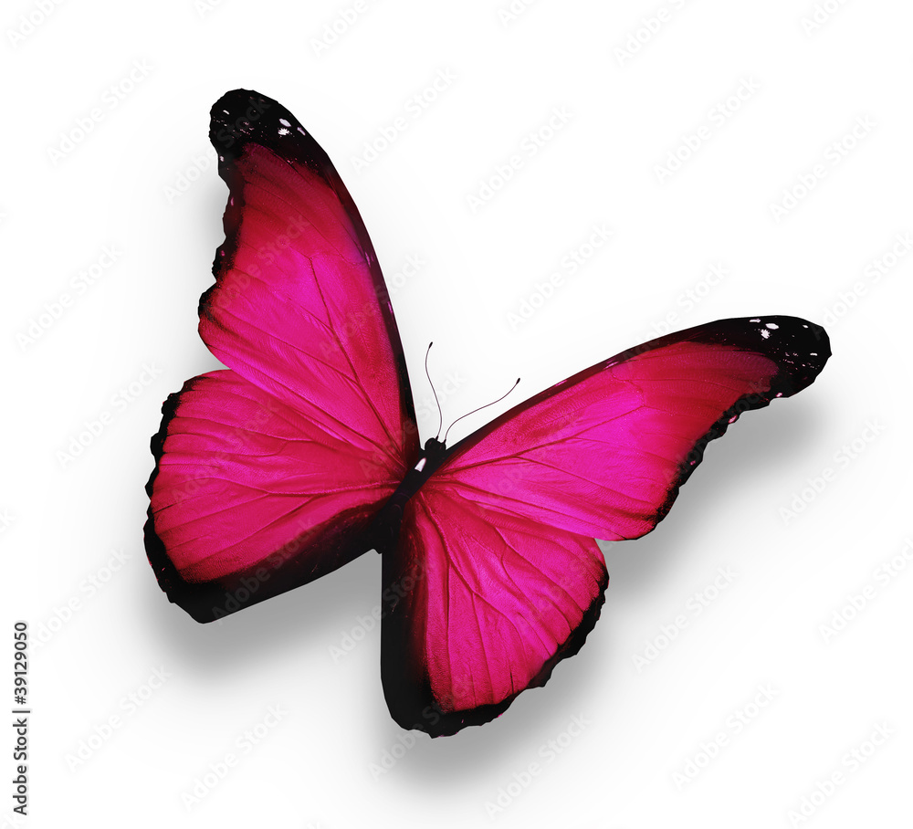 Bright pink butterfly, isolated on white Stock Illustration | Adobe Stock