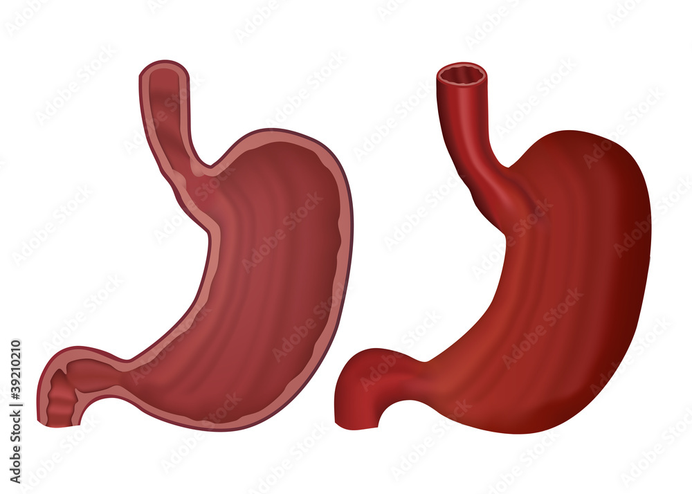 gastric stomach medical vector illustration Stock Vector | Adobe Stock