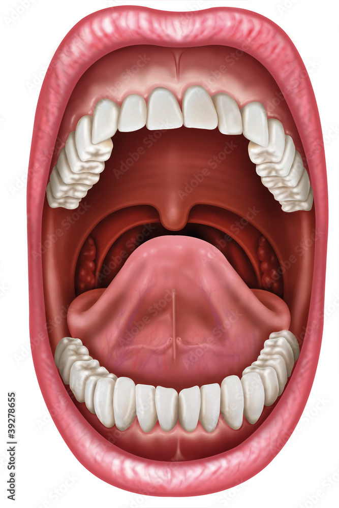 Anatomy of the mouth Stock Illustration | Adobe Stock
