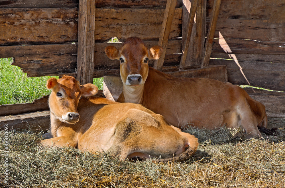 Cow and Calf Laying Down in Sunshine Stock Photo | Adobe Stock