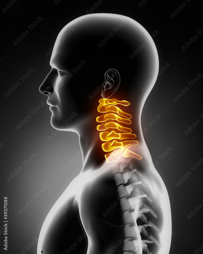 Cervical spine anatomy lateral view Stock Illustration | Adobe Stock