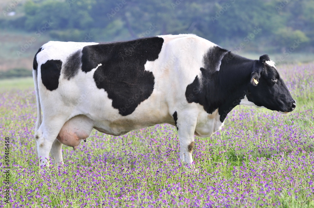 vaca lechera Stock Photo | Adobe Stock