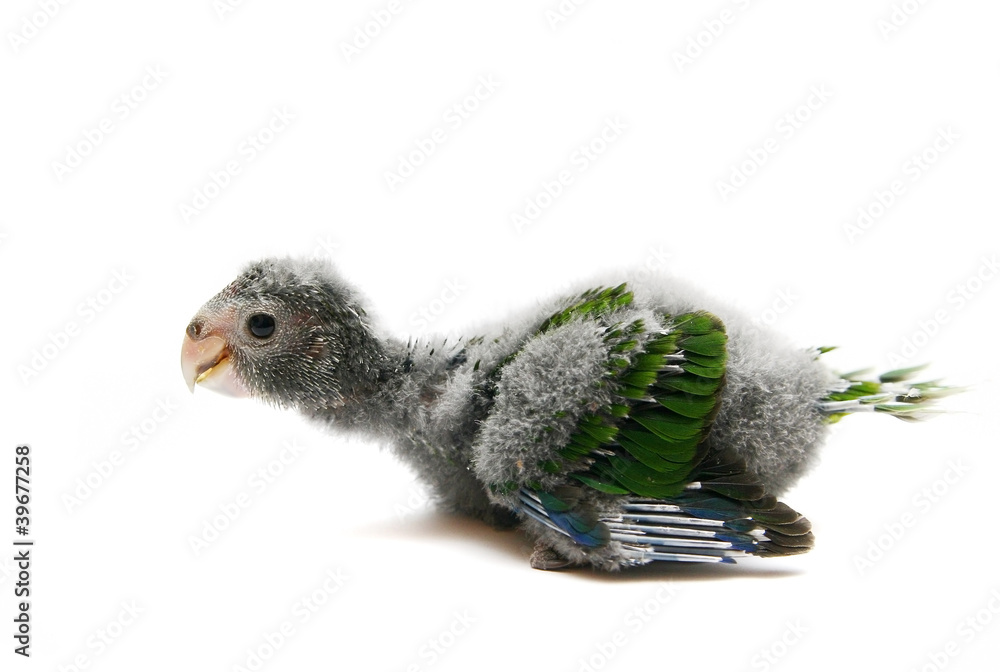White Baby Parakeet