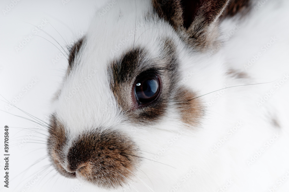 weisser hase 5 Stock-Foto | Adobe Stock