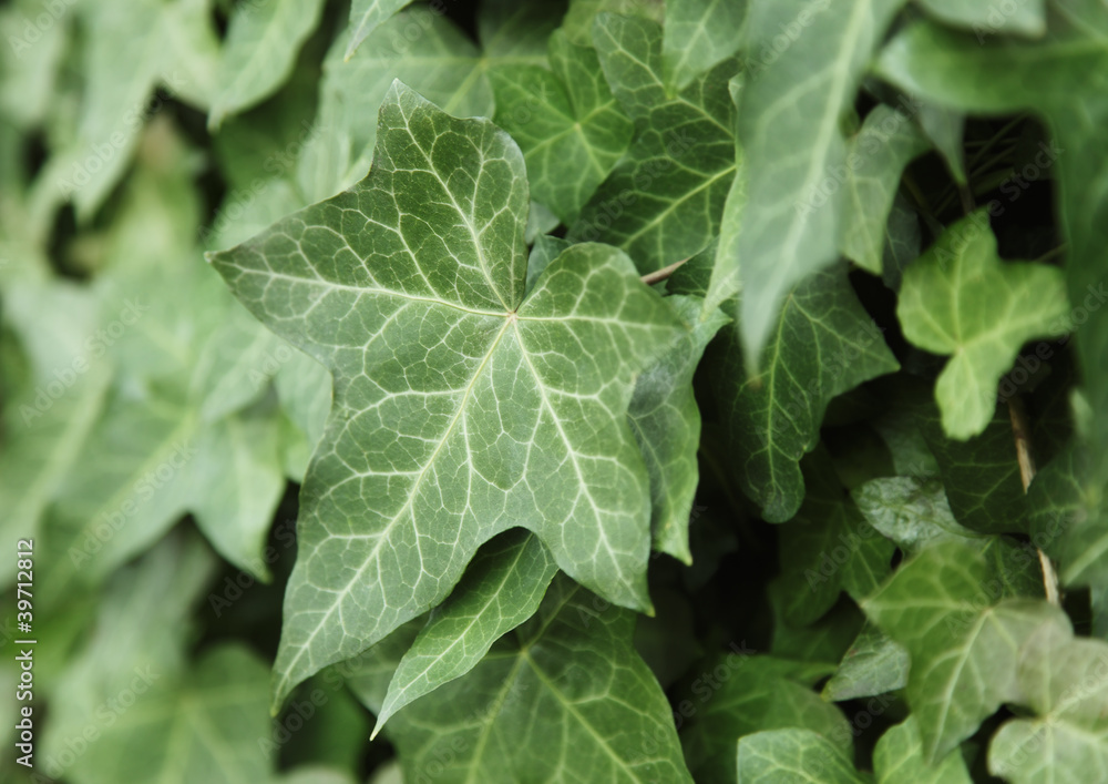 efeu Stock-Foto | Adobe Stock