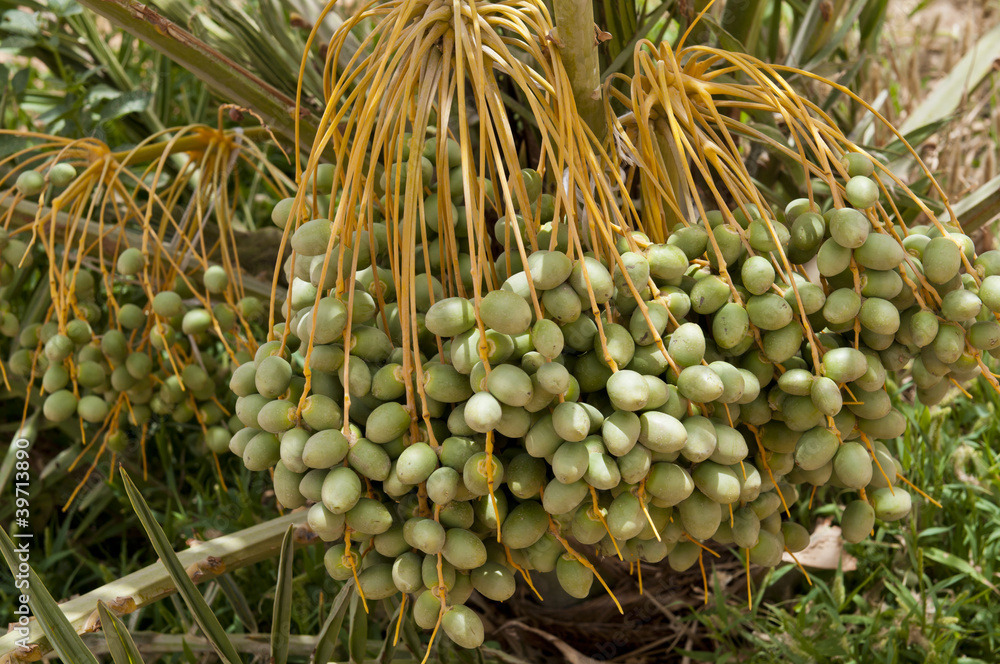 Saudi Date Farm Stock Photo | Adobe Stock