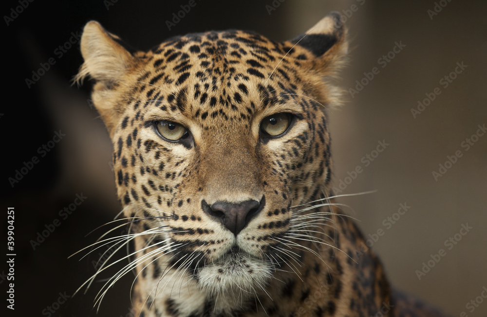 Leopard Stock Photo | Adobe Stock