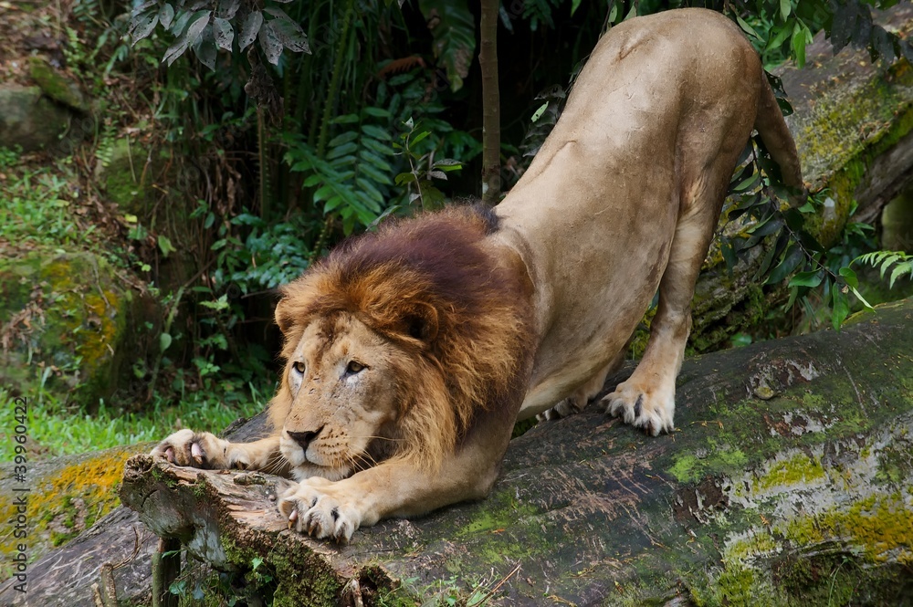 Stretching Lion