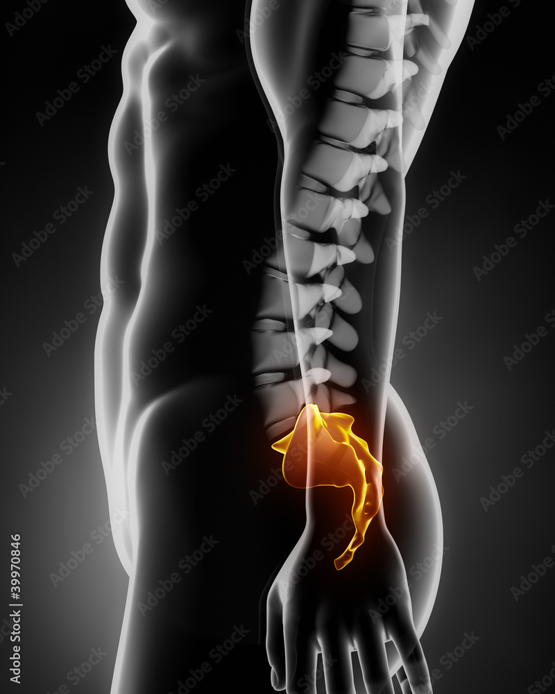 Sacral spine anatomy lateral view Stock Illustration | Adobe Stock