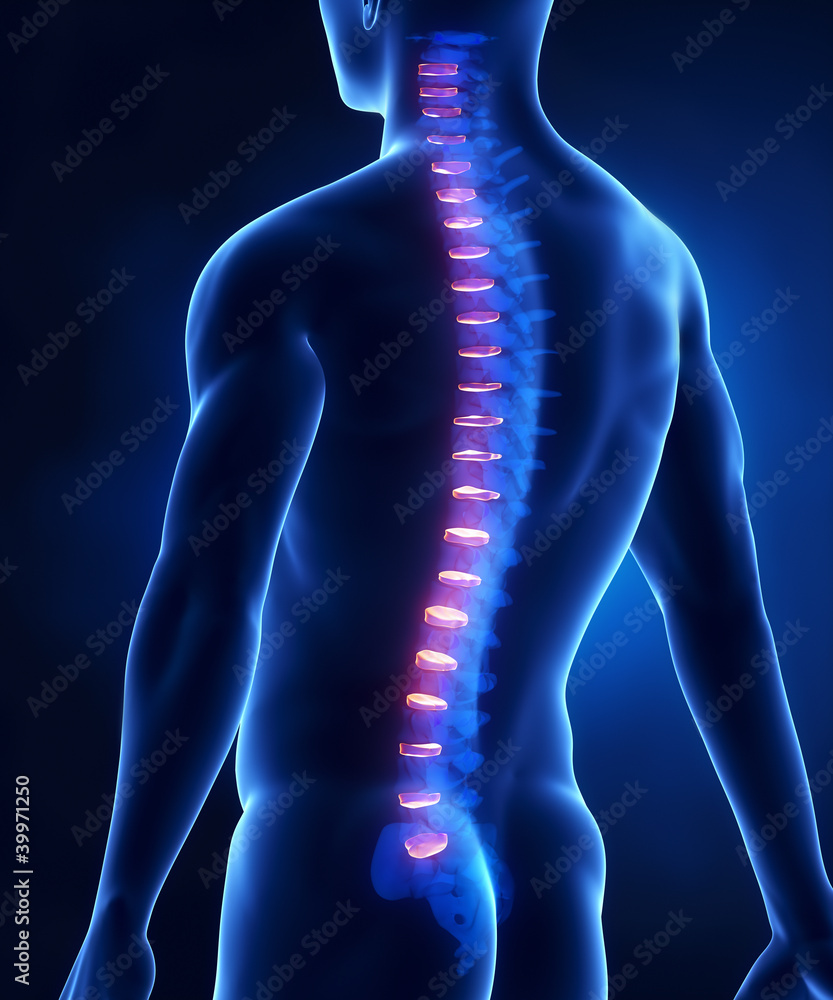 Backbone intervertebral disc anatomy Stock-Illustration | Adobe Stock