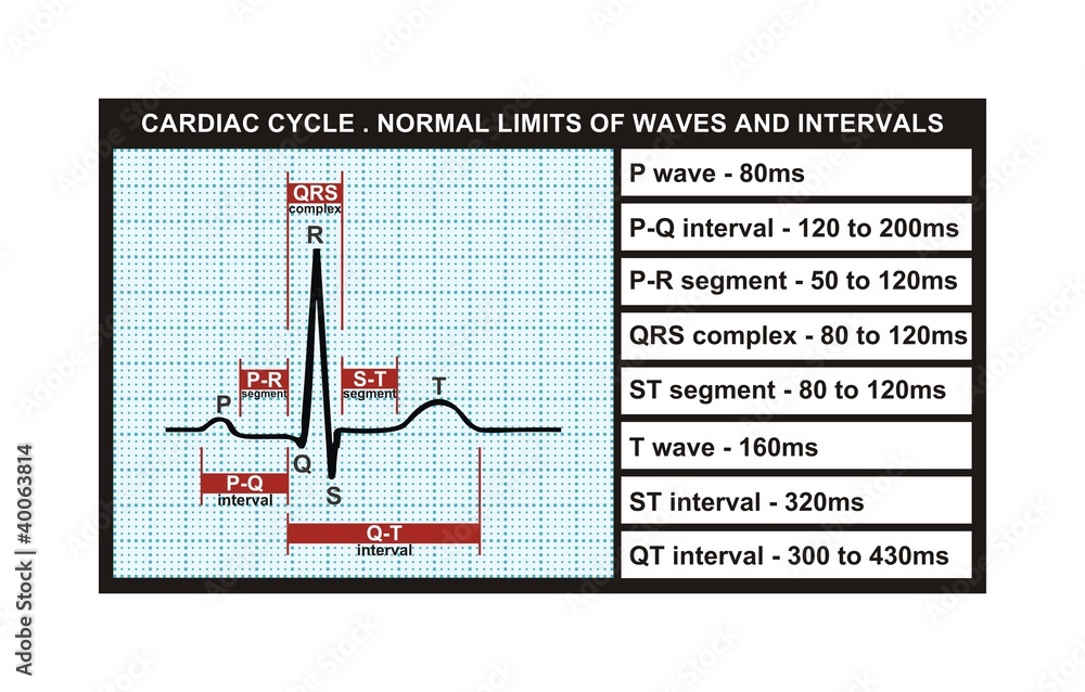Cardiac cycle and normal levels of intervals and waves Stock Vector ...