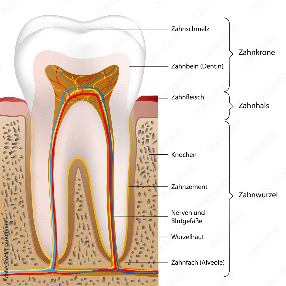 schematic human tooth vector illustration eps10 Stock Vector | Adobe Stock