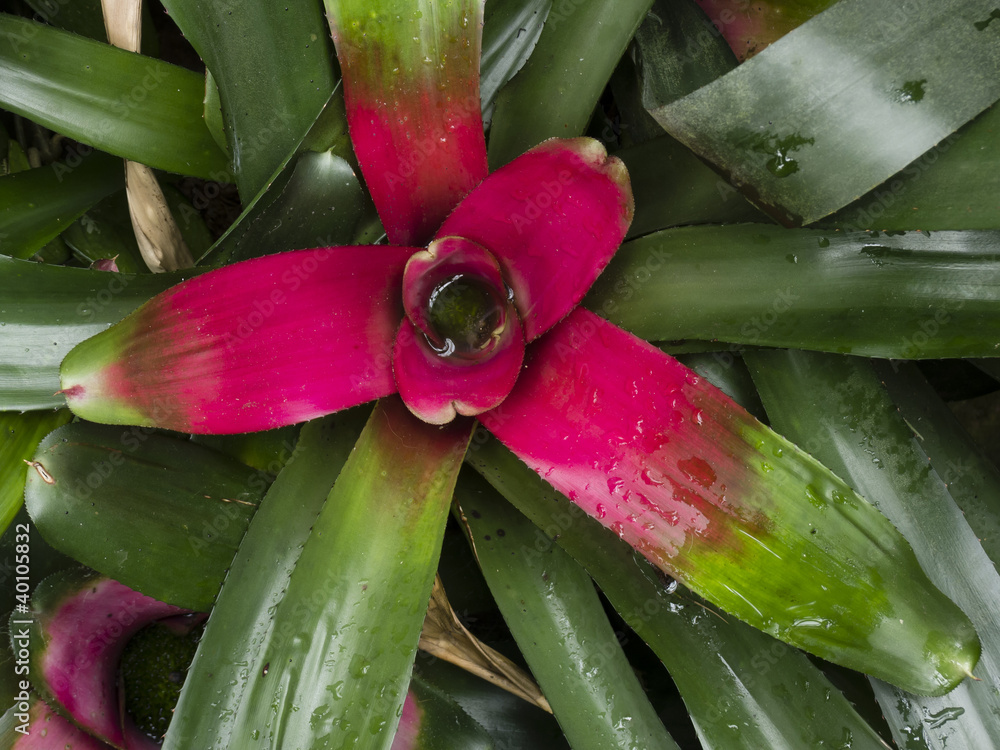 Tropical Bromelia Stock Photo | Adobe Stock