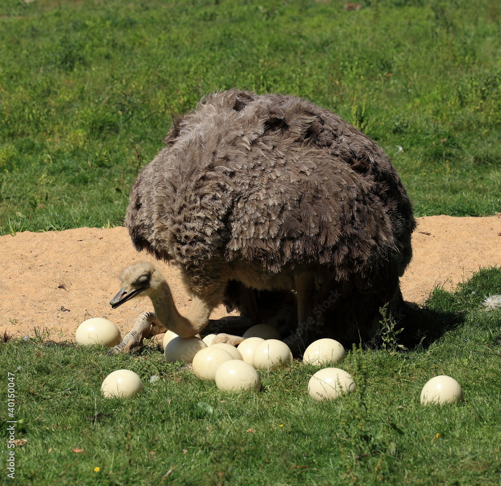 autruche femelle et son nid Stock Photo | Adobe Stock