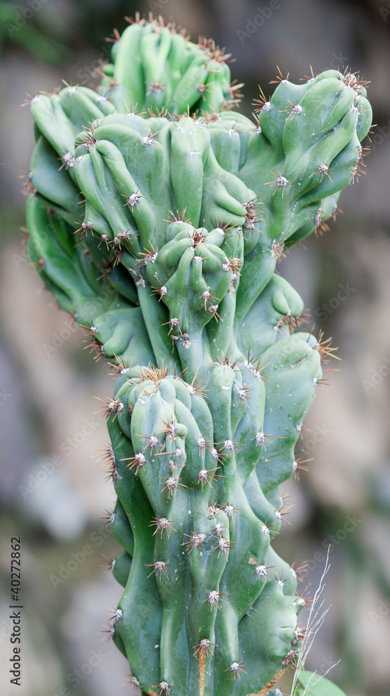 cactus cierge, Cereus hexagonus Photos | Adobe Stock