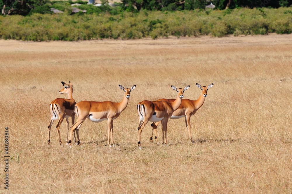 Impala Stock Photo | Adobe Stock