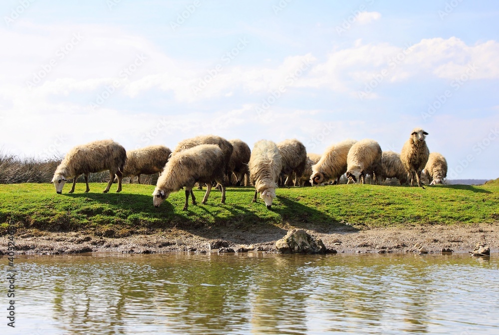 Sheep grazing near water Stock Photo | Adobe Stock