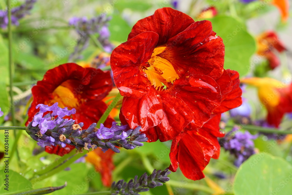 Beautiful red nasturtium after raining Stock Photo | Adobe Stock