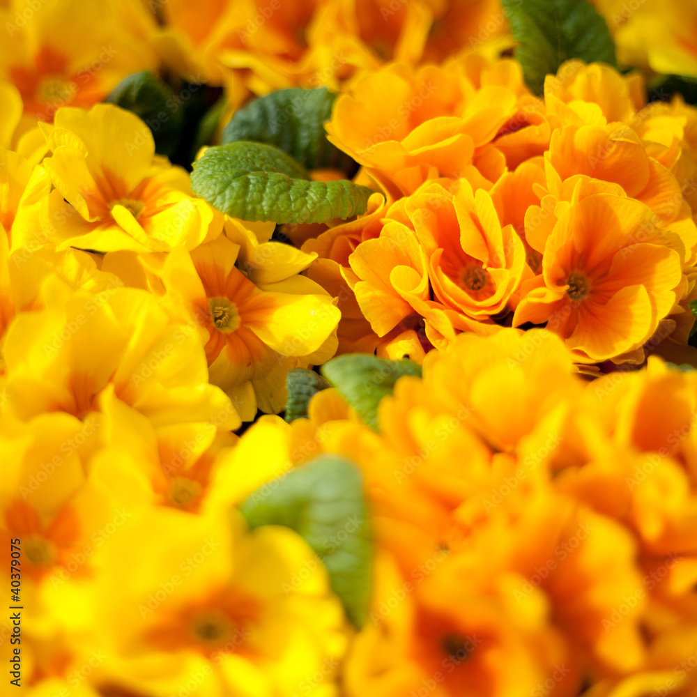 kwiat prymulka prymulki kwiatek roślina sadzonka kwiaty Photos | Adobe ...