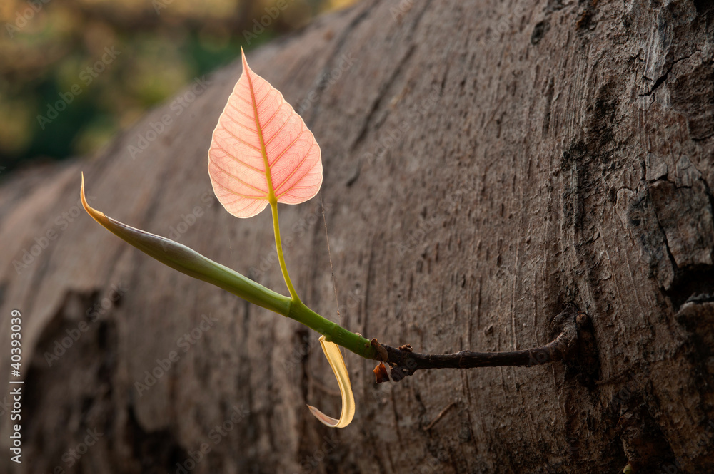 A leaf of the pipal tree . Stock Photo | Adobe Stock