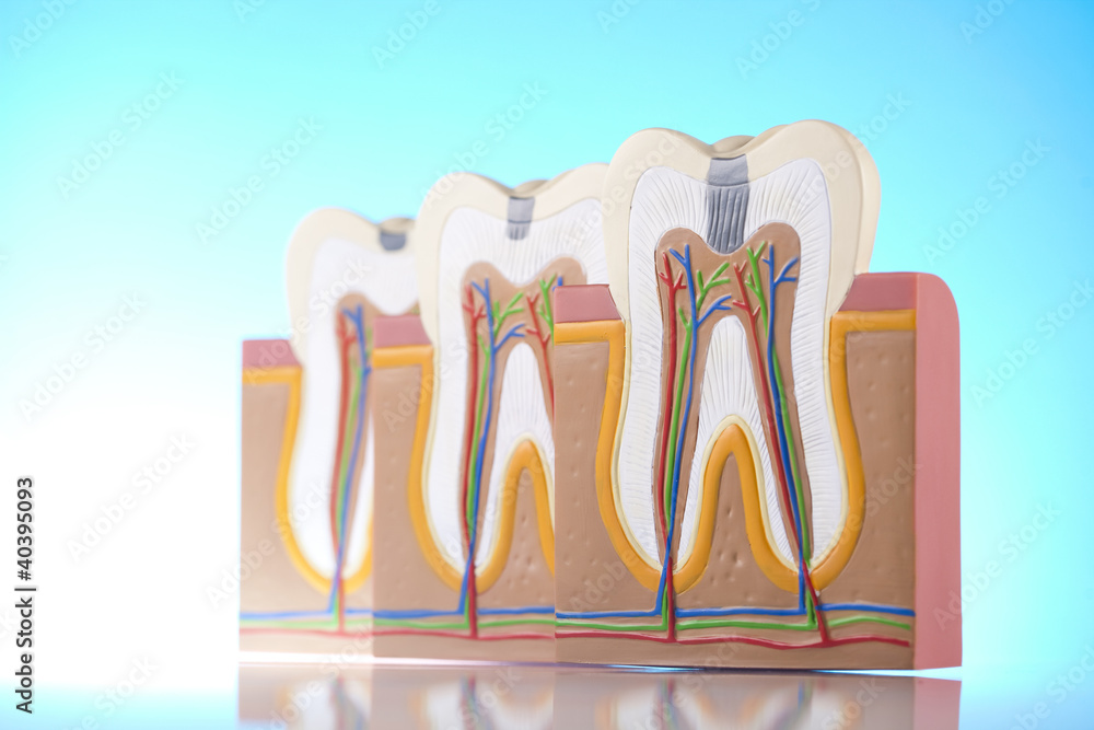 Tooth anatomy Stock Photo | Adobe Stock
