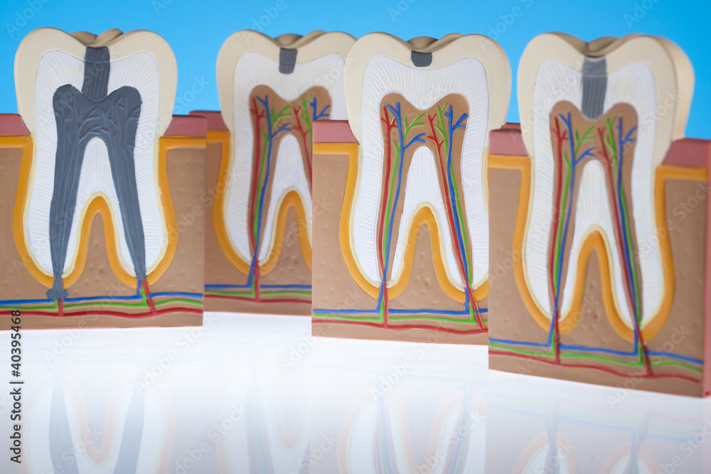 Tooth anatomy Stock Photo | Adobe Stock